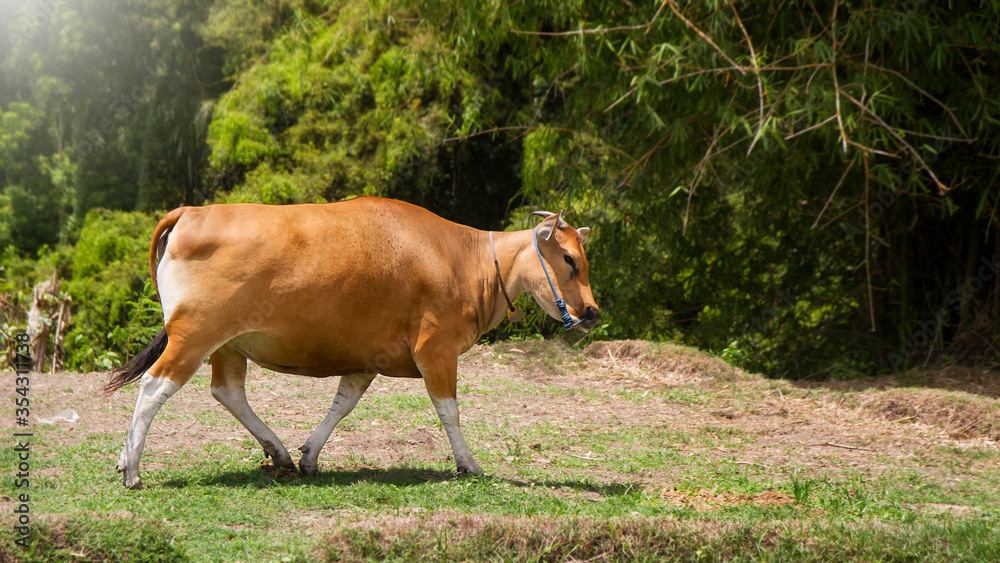 Banteng or sapi bali also known as tembadau, (Bos javanicus) is a ...