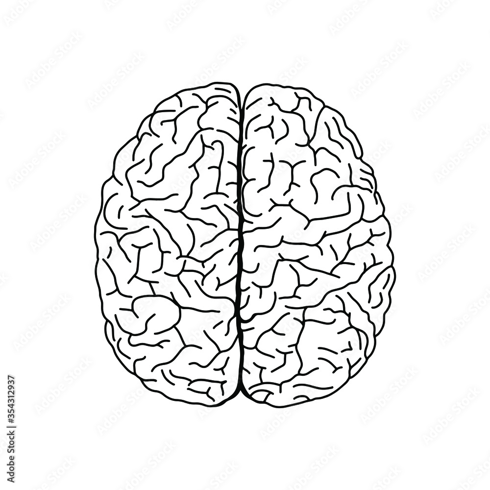 Vector, anatomical Brain. Realistic Brain illustration isolated on ...