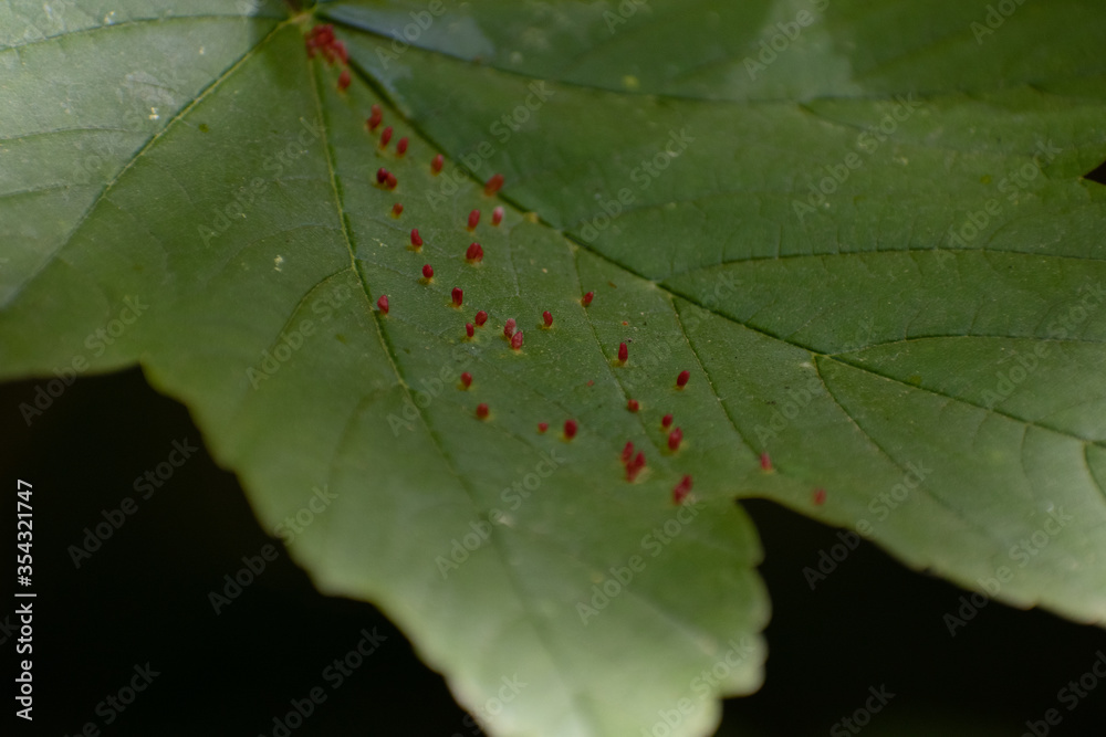 Leave infested with a parasitic fungus Stock Photo | Adobe Stock