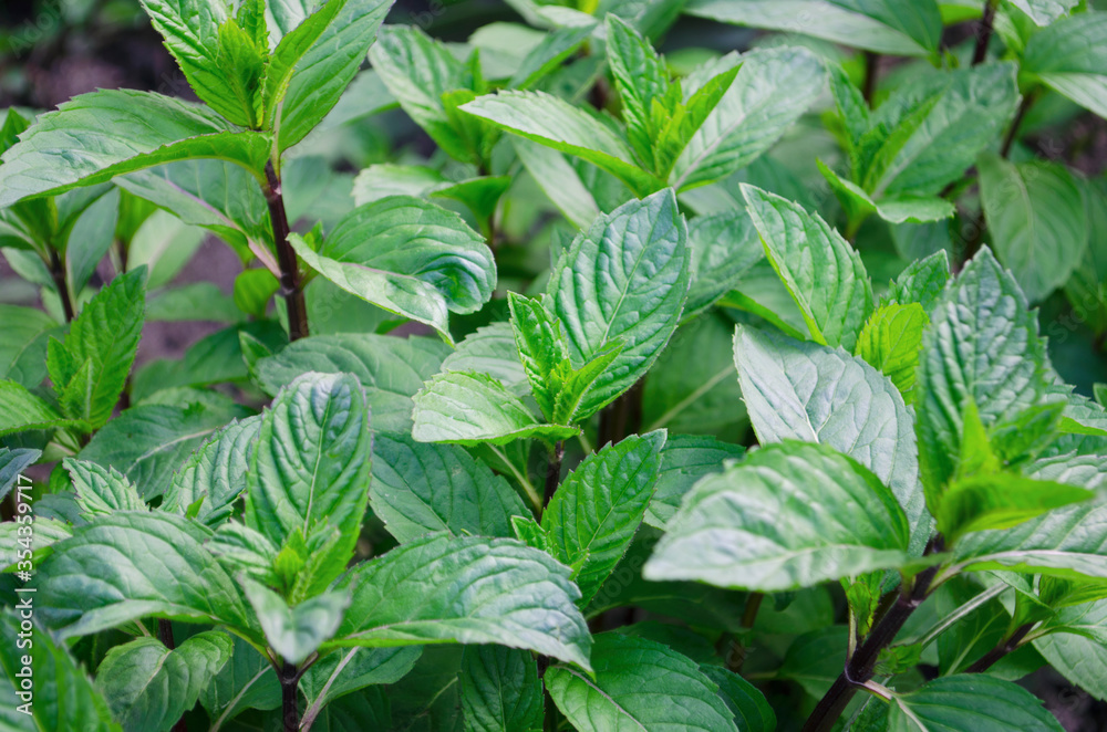 The mint plant and lemon balm are grown in the garden. Fragrant plant ...