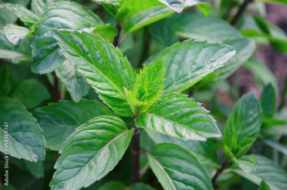 The mint plant and lemon balm are grown in the garden. Fragrant plant ...