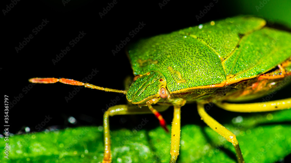 A common green stink bug on a leaf. The green stink bug belongs to the ...