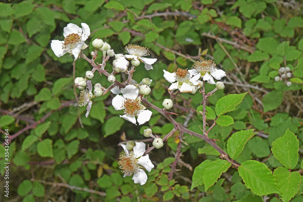 Dans la nature : fleurs de ronces qui donneront des mûres sauvages ...