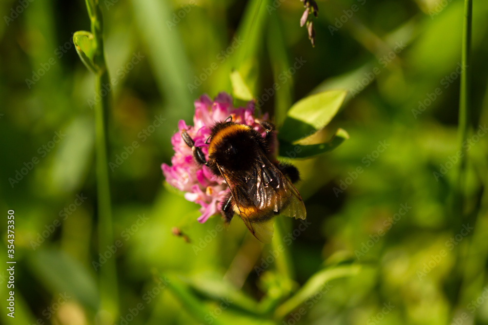 Bumblebee on a flowering plant goes for nectar and blurred background ...