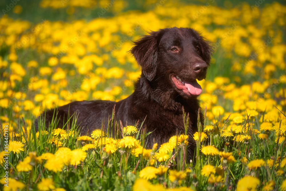 Yellow Flat Coated Retriever