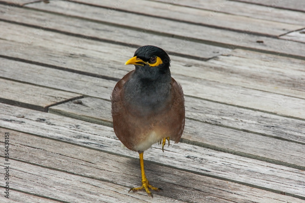 Portrait of Common Myna bird (Acridotheres tristis). Bird with brownish ...