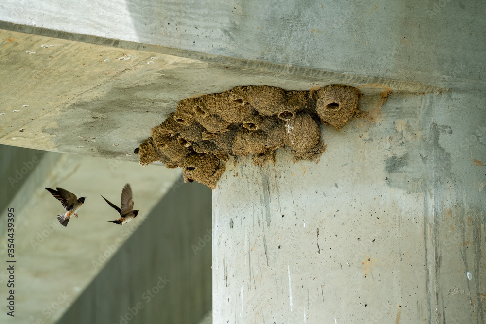 Barn Swallows nesting site under the overpass over a river in Rome ...