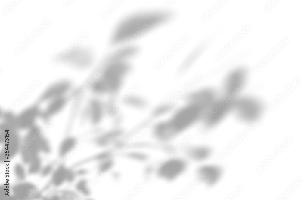 Summer plant shadow background. Shadow of an exotic plant on a white ...