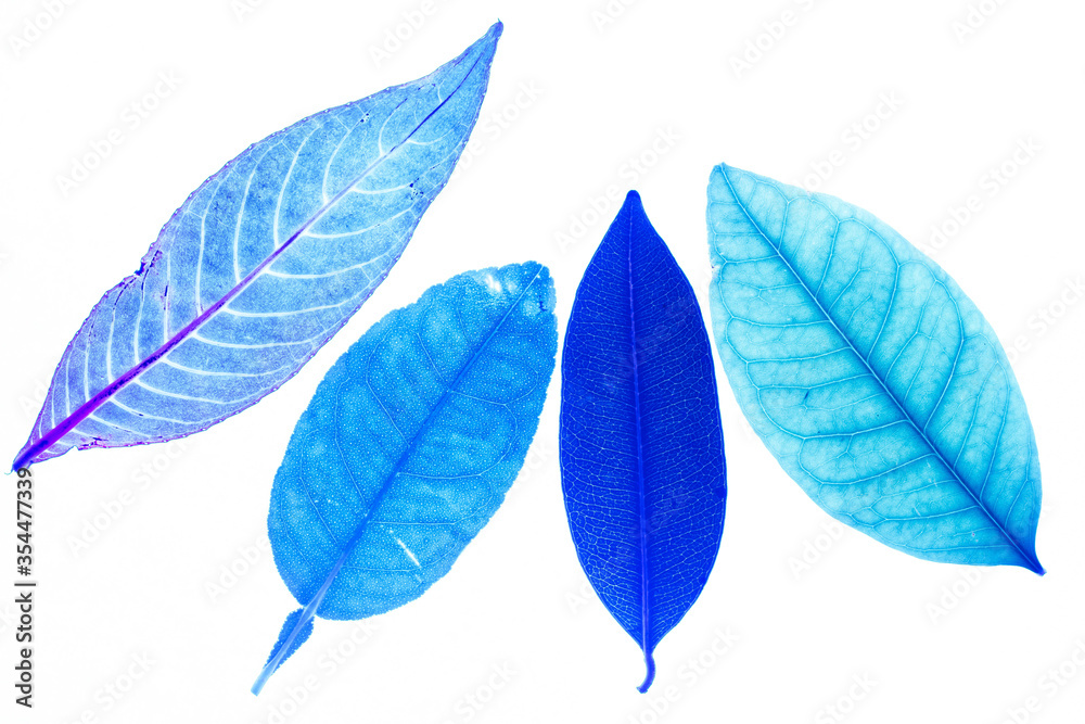 Transparent blue leaves with isolated white background indicating new ...