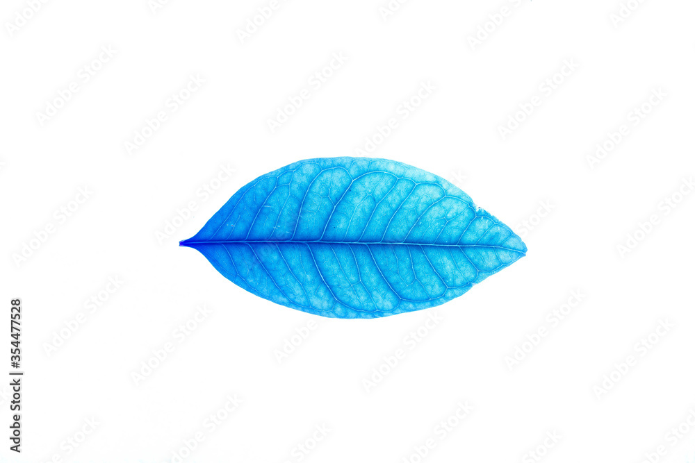 Transparent blue leaves with isolated white background indicating new ...