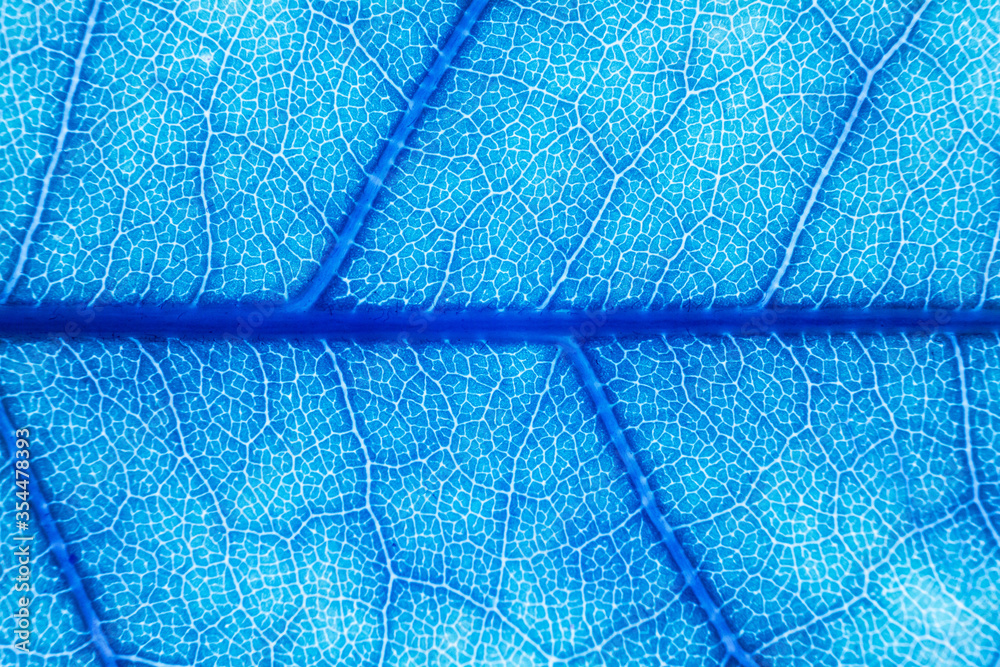 Blur blue leaf texture for background indicating UV pollution and ...