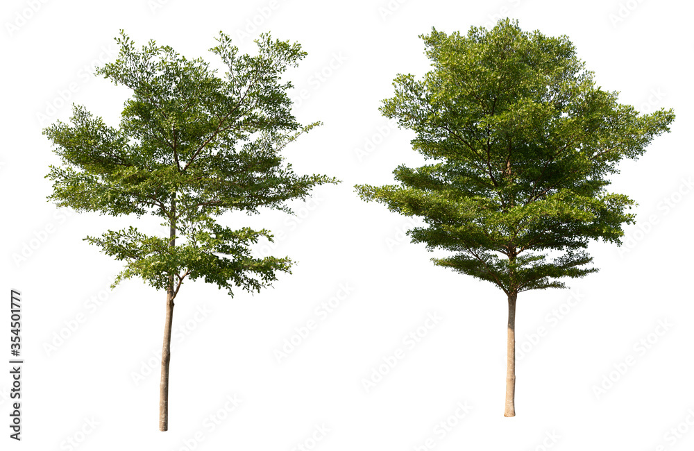 Terminalia ivorensis tree isolated on white background Stock Photo ...