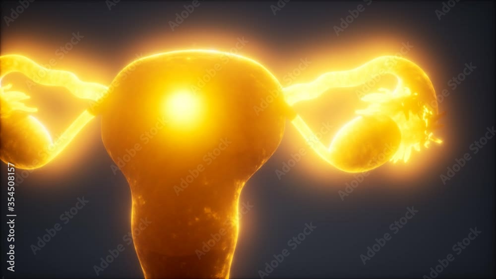 Female Reproductive System Anatomy animation Stock Video | Adobe Stock