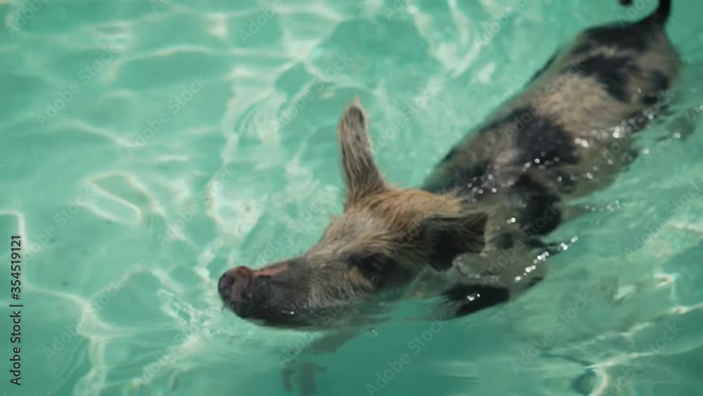 Spotted pig comes into focus while swimming in crystal clear ocean ...