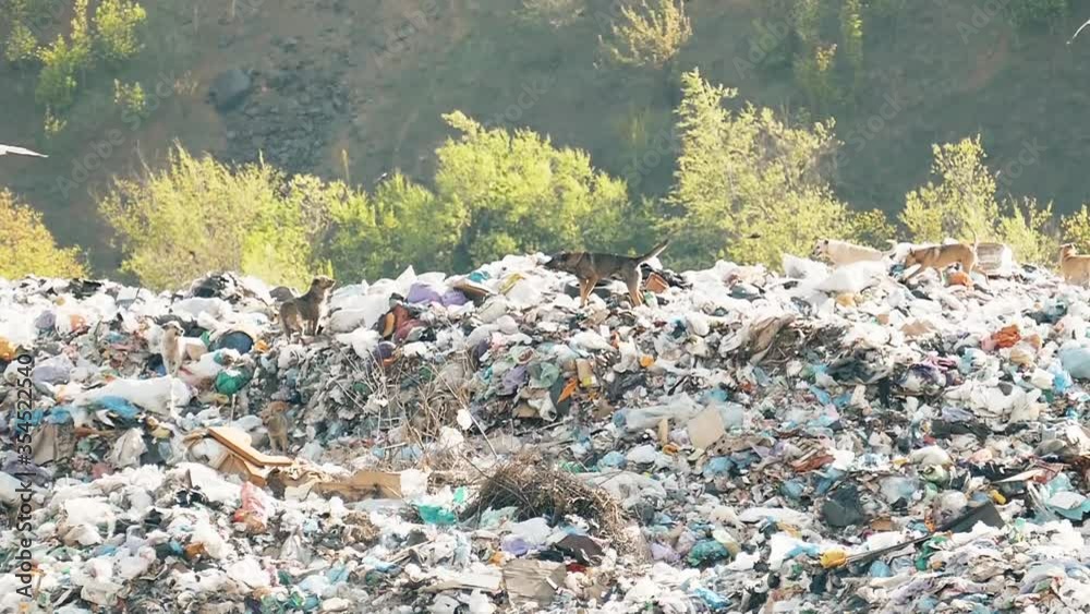 City dump. Landfill. Wild dogs. Social problems. Animals in slow motion ...