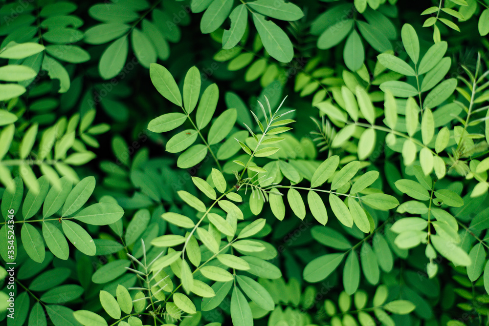 Nature Background, Indigofera tree, Indigo (Karm) in the garden from ...