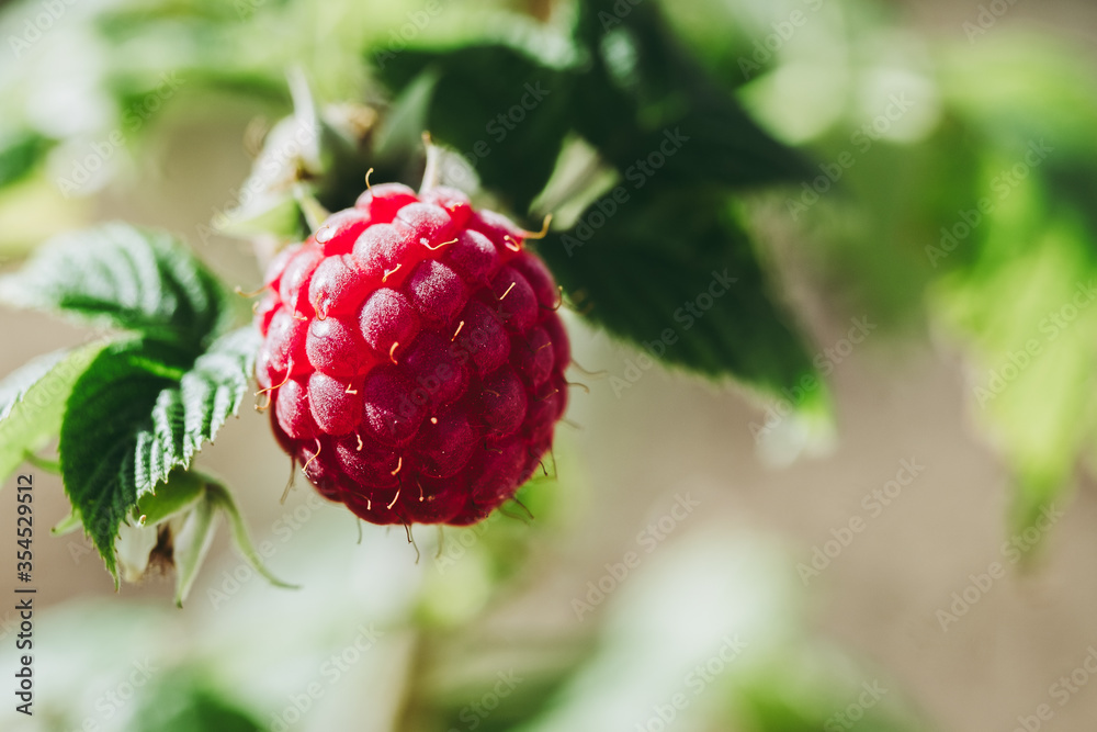 Framboise mûre sur son plant dans le jardin Stock Photo | Adobe Stock