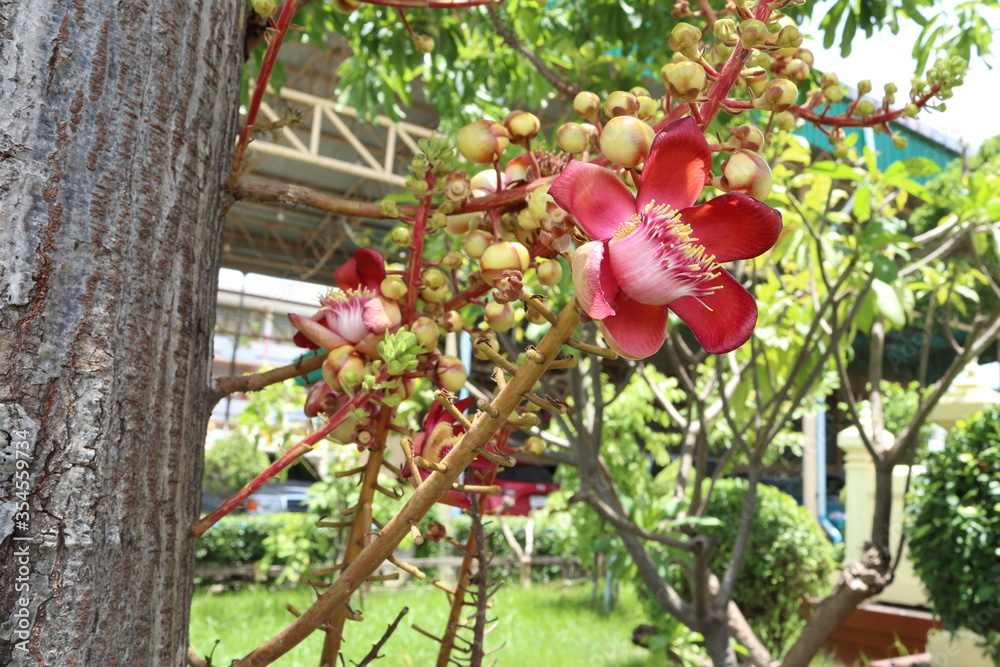 Shorea robusta flower blooming branch hanging on tree closeup. Is a ...