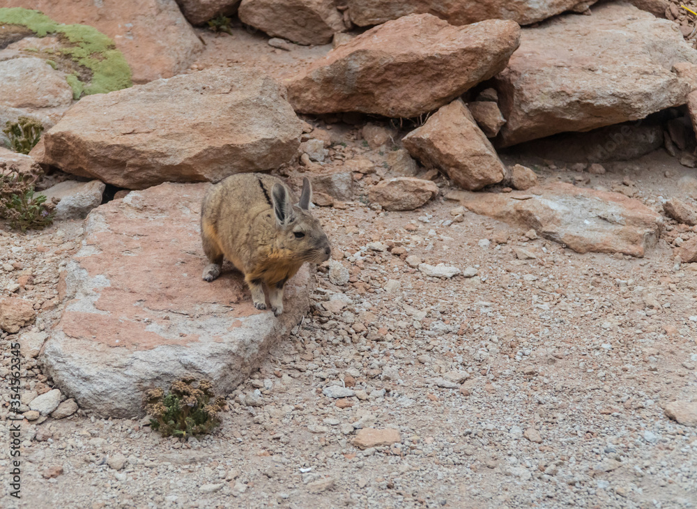 Rabbit animal in Bolivia. Viscacha breed. Cute, furry, brown bunny ...