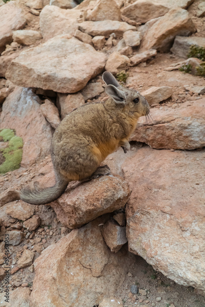 Rabbit animal in Bolivia. Viscacha breed. Cute, furry, brown bunny ...