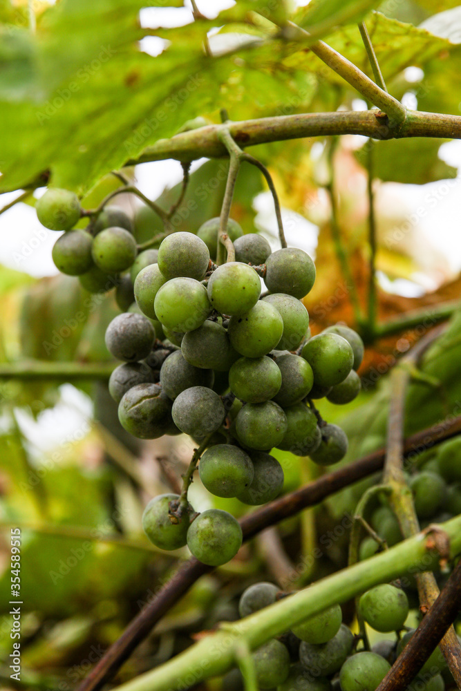 Leaves and fruits of green grapes with spots and bloom. Mildew and oidium grape. Primary signs ...