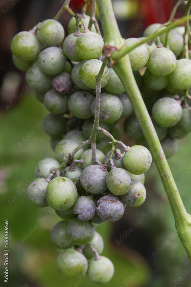 Leaves and fruits of green grapes with spots and bloom. Mildew and oidium grape. Primary signs ...