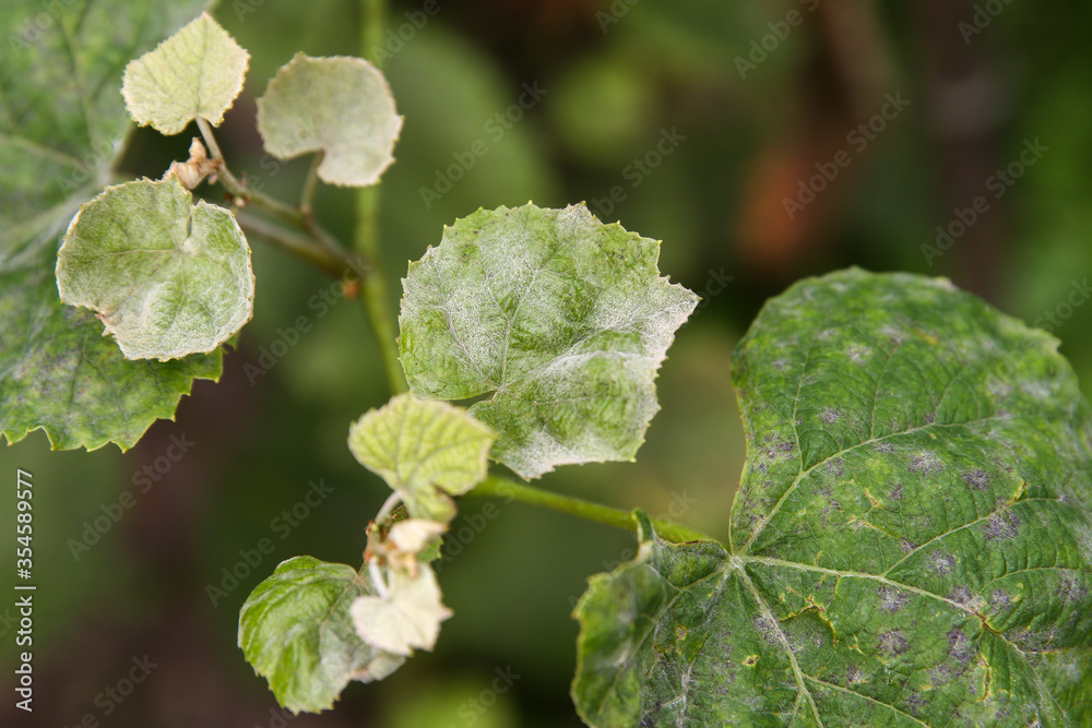 Leaves and fruits of green grapes with spots and bloom. Mildew and oidium grape. Primary signs ...