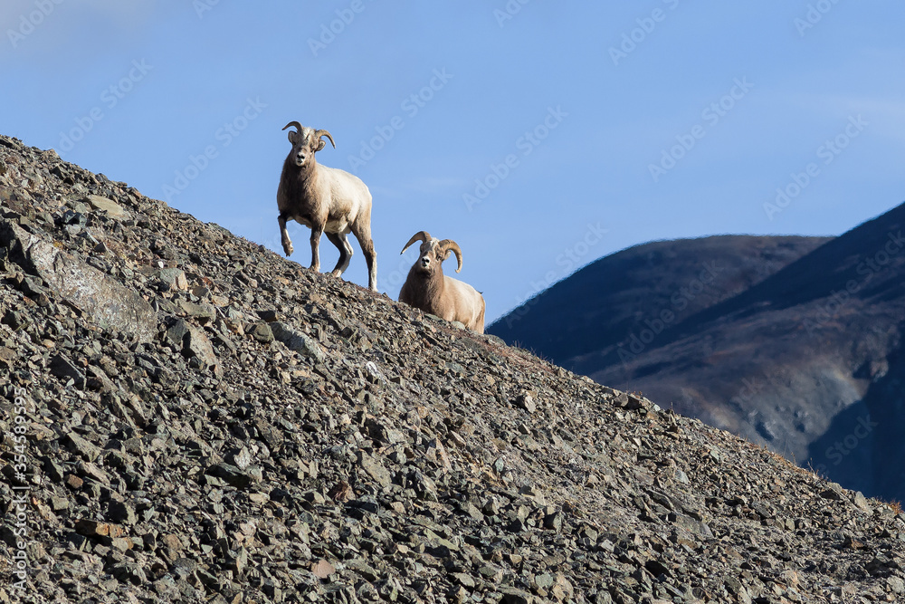 Siberian bighorn sheep (Ovis nivicola). Female and male snow sheep walk ...