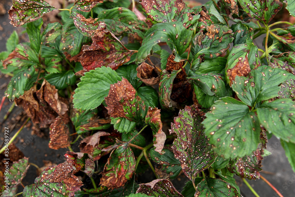 Strawberry leaves with red spots. Primary signs of fungal disease ...