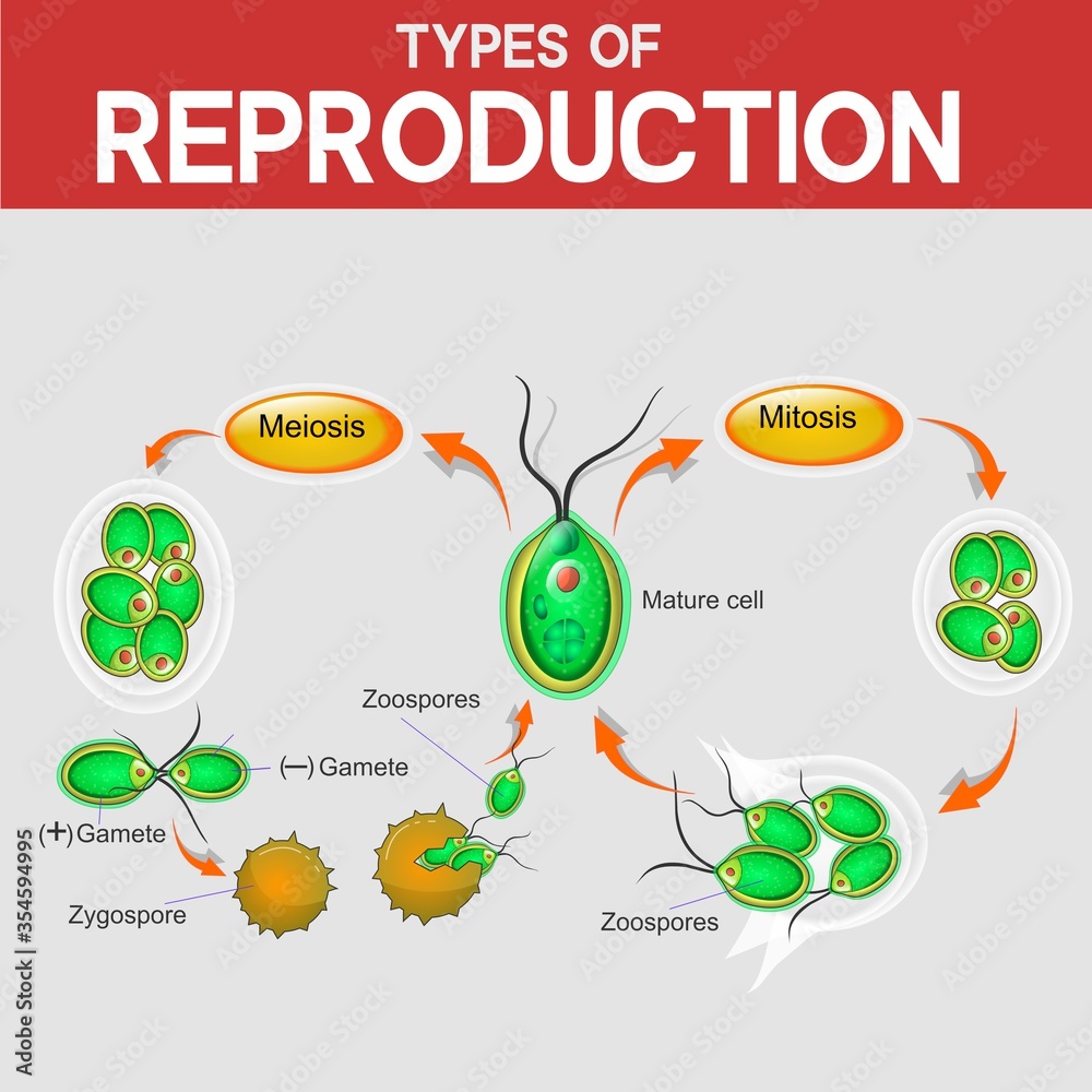 Types Of Reproduction (Meiosis-Mitosis Biology Chart) Stock ...
