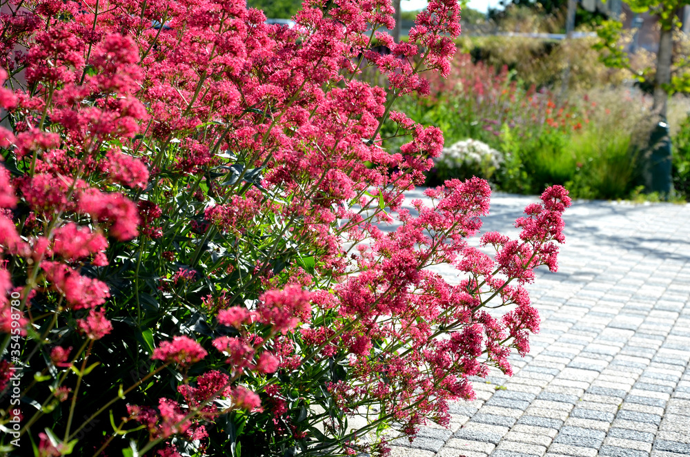 Tall Plant With Tiny Pink Flowers | Best Flower Site