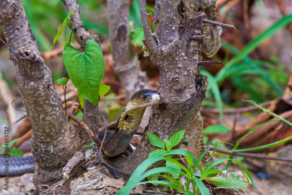 Foto de poisonous king cobra lurks in the bushes, animal of prey, snake ...