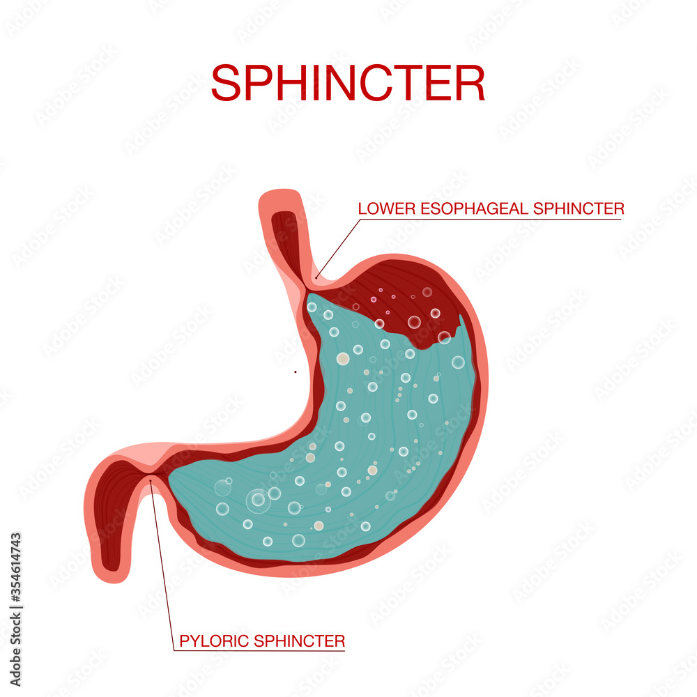 Pyloric sphincter of the stomach duodenum. Pylorus. Lower esophageal ...