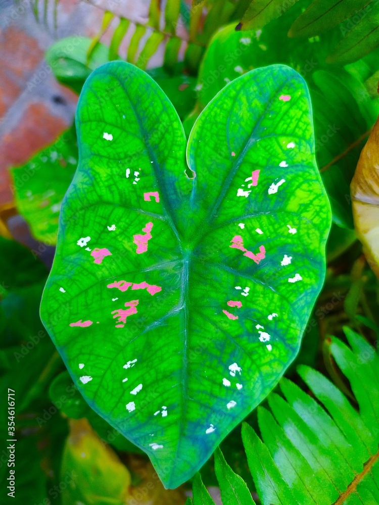 tricolor caladium leaves, Queen of the leafy plant leaves, colocasi ...