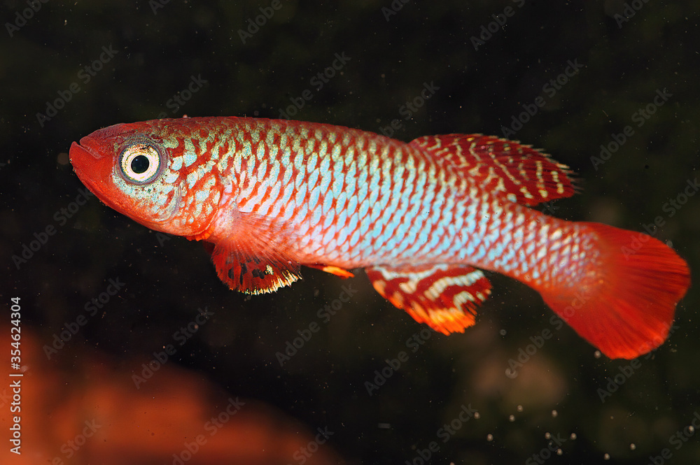 Nothobranchius flammicomantis Kisaki is aquarium killifish from Africa ...