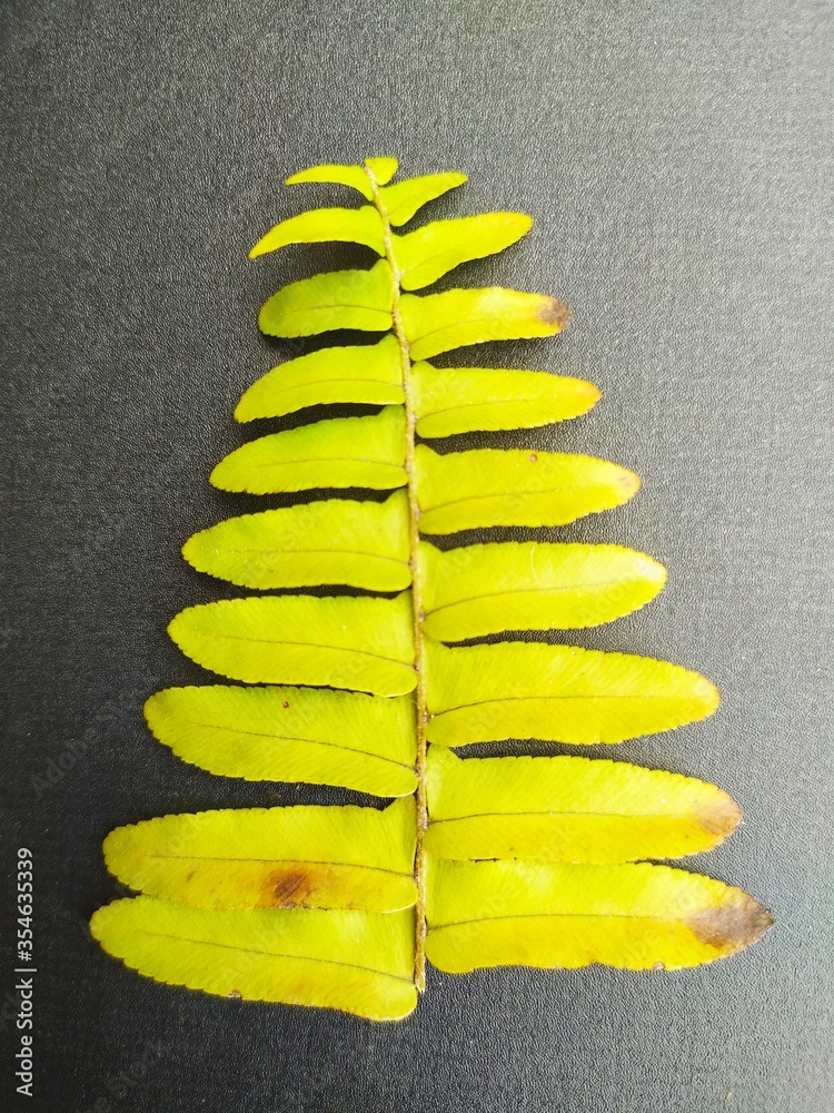 A Fern leaf (Nephrolepis cordifolia) isolated on black background. It ...