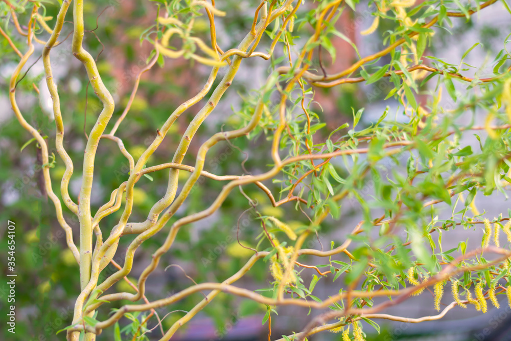 Spiral tree branches. Curly japanese willow salix erythroflexuosa close ...