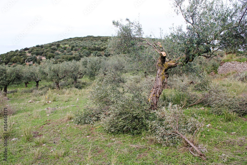 Olive tree with cut branches during harvest, olive grove in Messinia ...