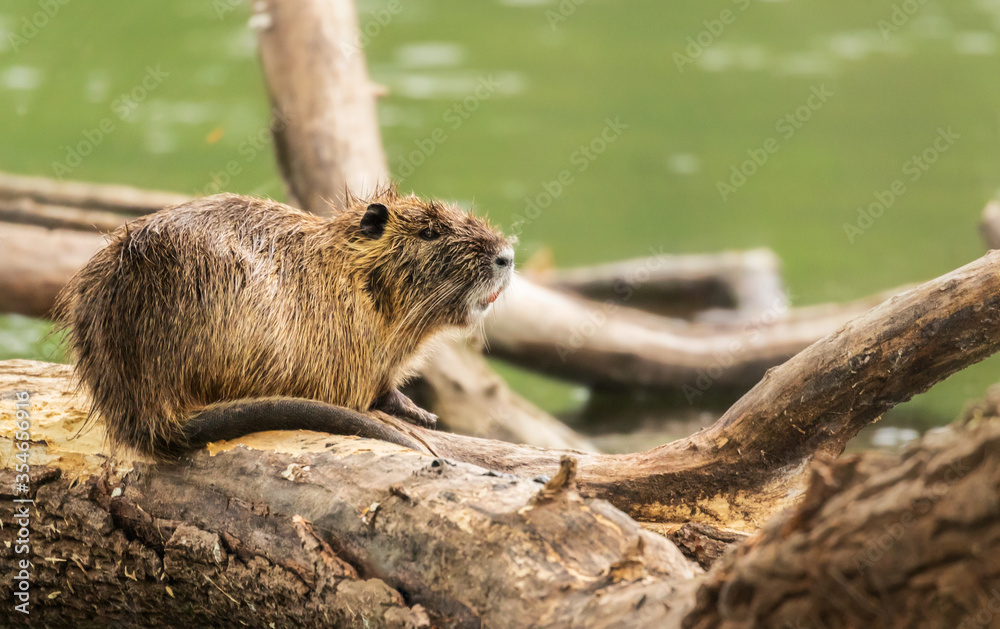Un coipo (Myocastor coypus) acostado en un tronco mirando hacia la ...