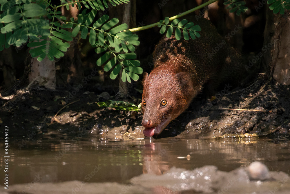 Image of Small asian mongoose(Herpestes javanicus) eating water in a ...