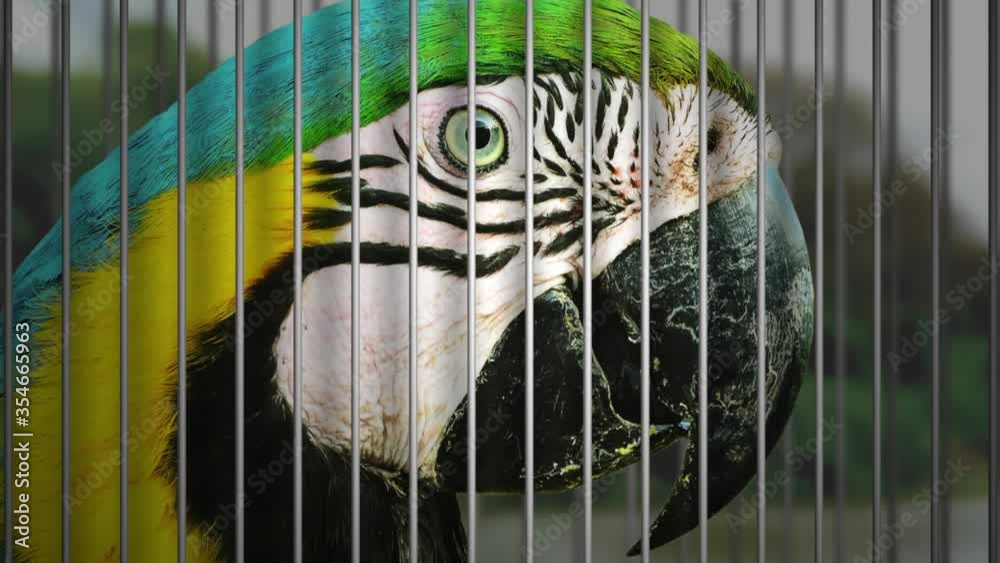 Wildlife trafficking concept. Animation of a wild macaw being captured ...