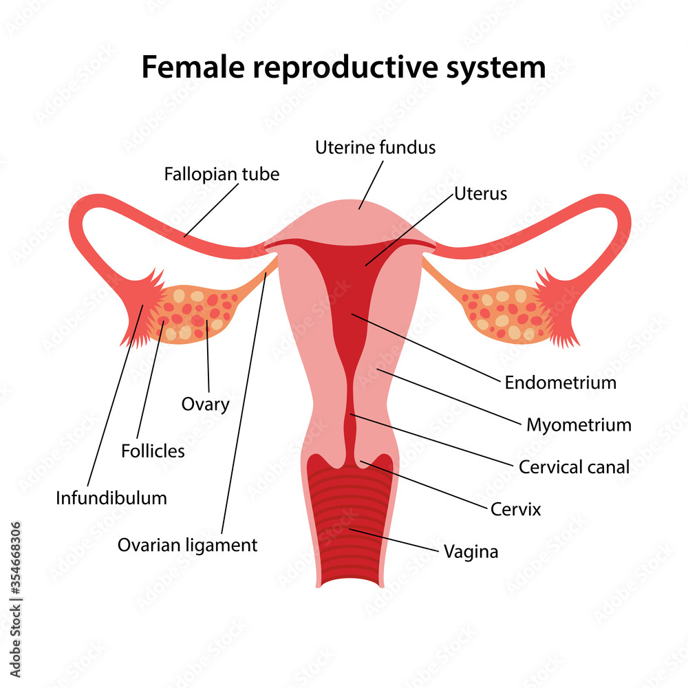 Female Reproductive System Main Parts Labeled Stock Vektor Royaltyfri