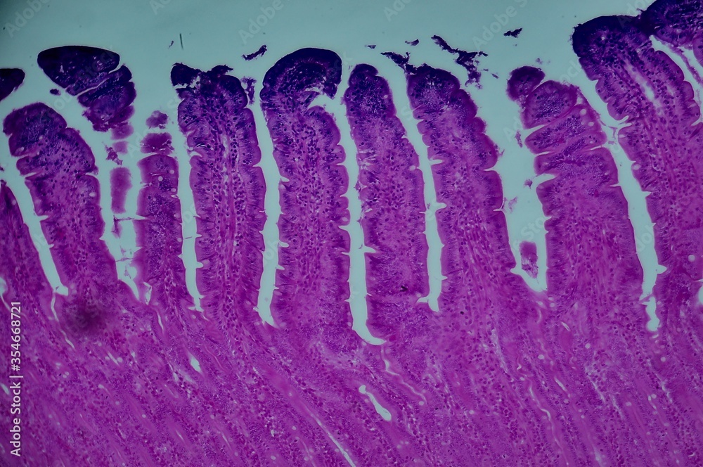 Small intestine c.s. under microscope Stock Photo | Adobe Stock