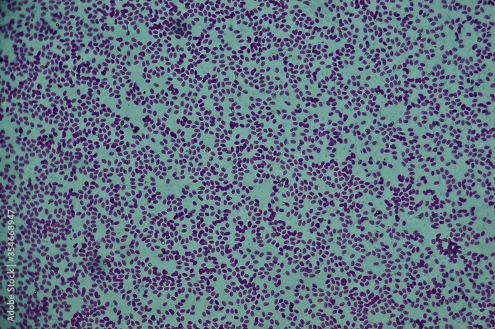 Fish blood smear under microscope Stock Photo | Adobe Stock