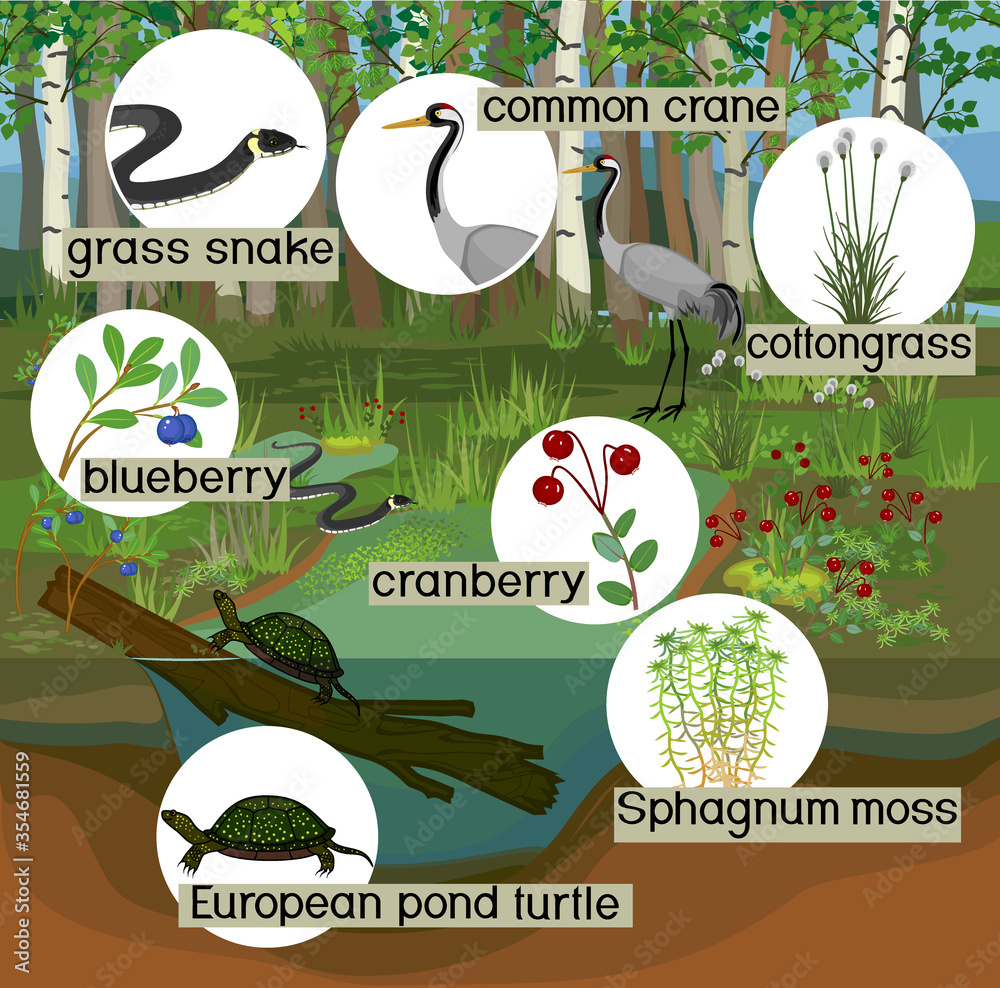 Swamp Plants And Animals