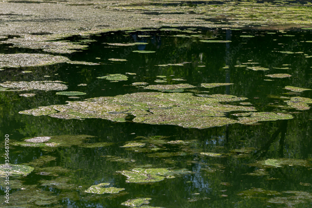 Large amount of debris and dirty waste water caused rapid growth of ...