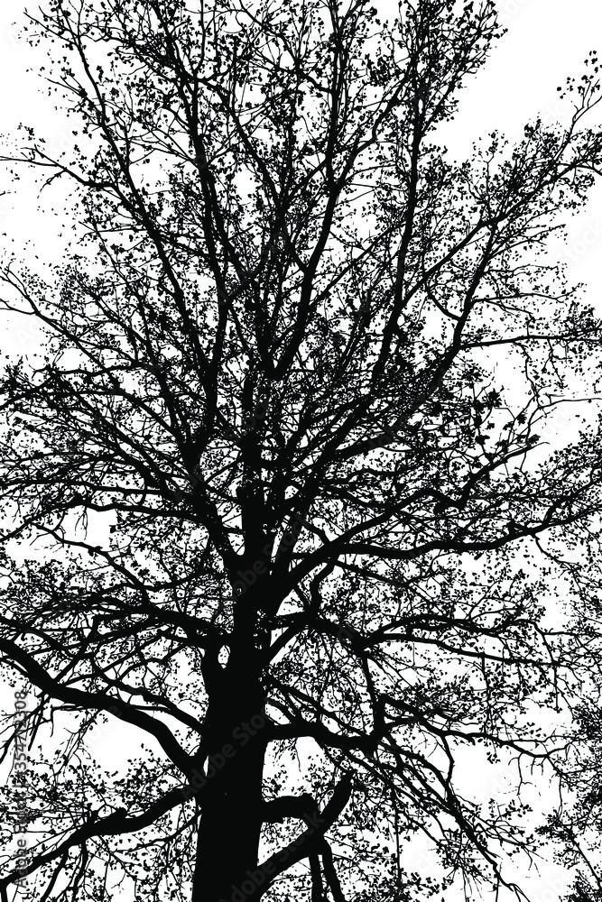 Grunge texture of a tree without leaves. Vector illustration. Overlay ...