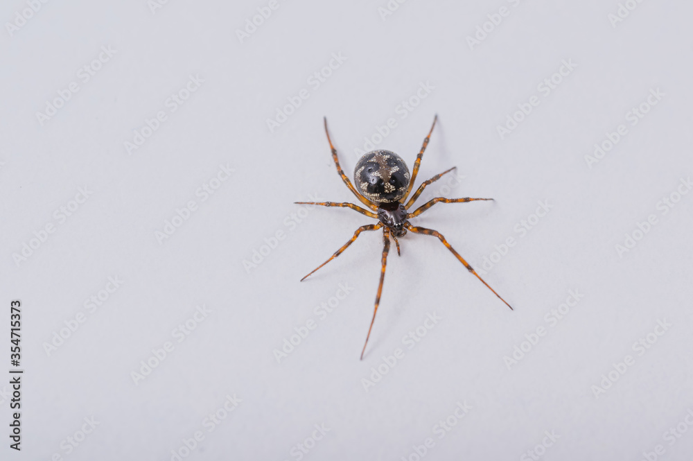 triangulate cobweb spider on white background (Steatoda triangulosa ...