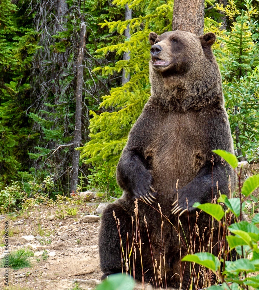 Upright Grizzly bear scratching his back on a pine tree at the Kicking ...