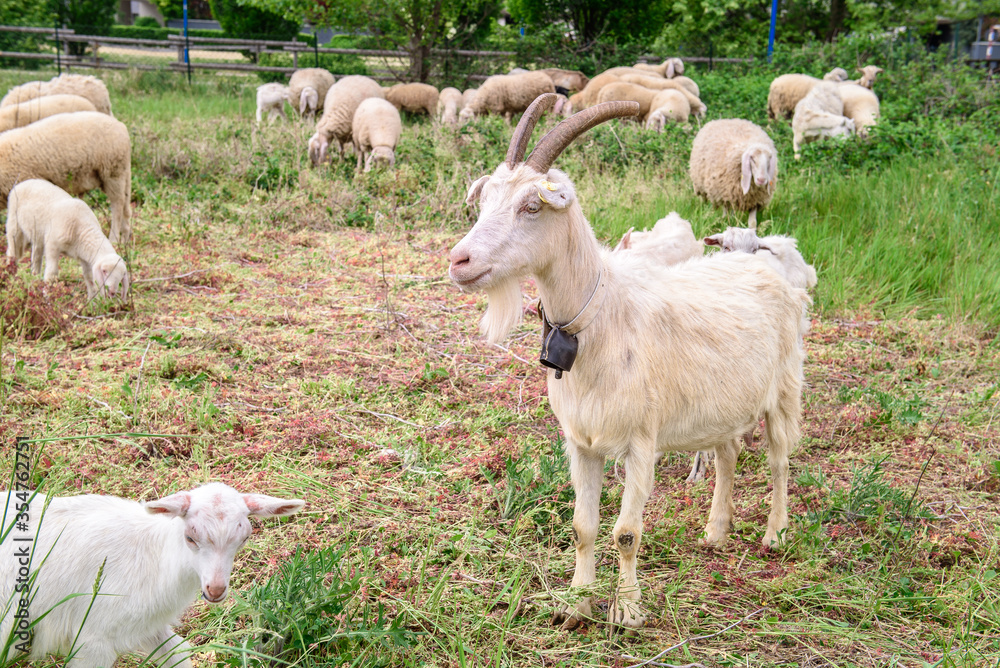White goat behind bars, on the grass. Goats on family farm. Sheep and ...